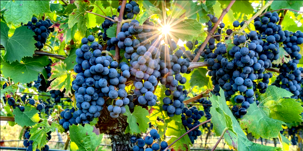 The Chicago Wine Company